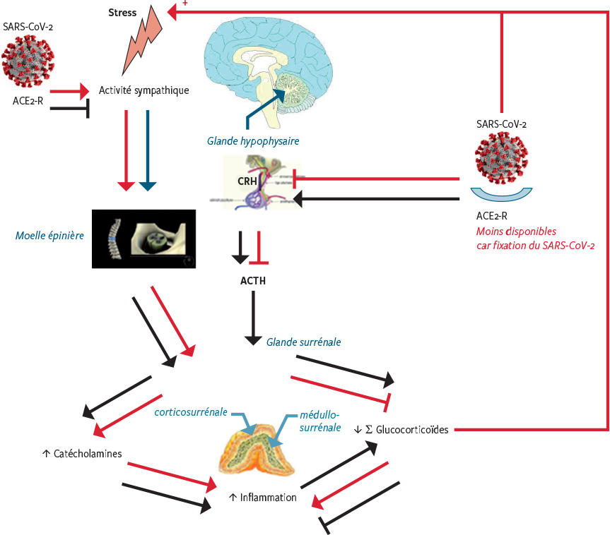 Effet de l’inflammation
