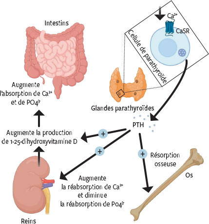 Traitement hormonal substitutif de l’hypoparathyroïdie : quels bénéfices