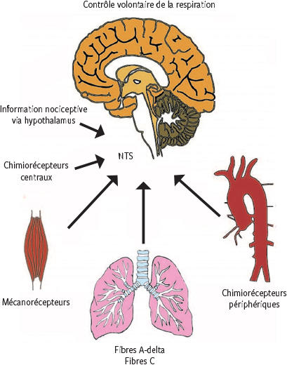 NTS: noyau du tractus solitaire.