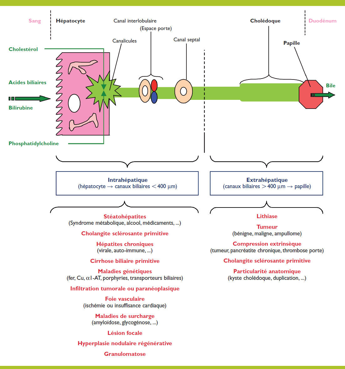 Cholestase de l’adulte 1. Démarche diagnostique