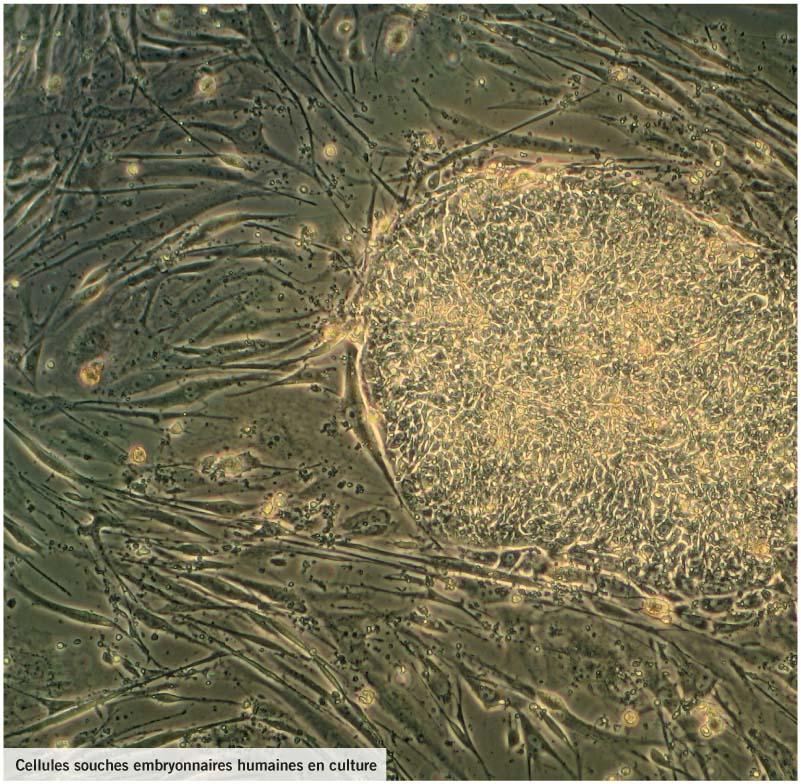 Cellule Epidermiche Umane