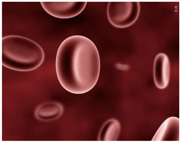 Cellules souches : première autotransfusion de globules rouges