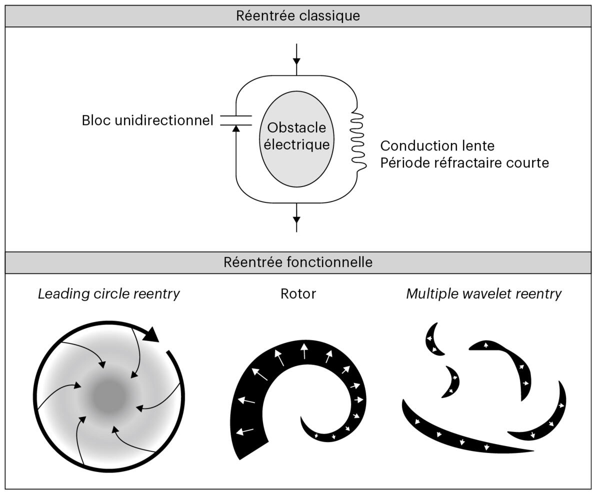 Physiopathologie | CARDIOGERIATRIE CLINIQUE A L'USAGE DU PRATICIEN 2E ...