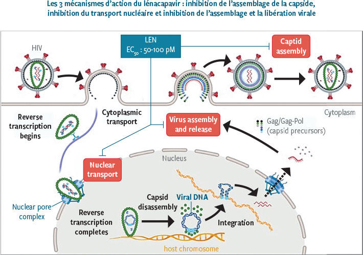 LEN : lénacapavir.