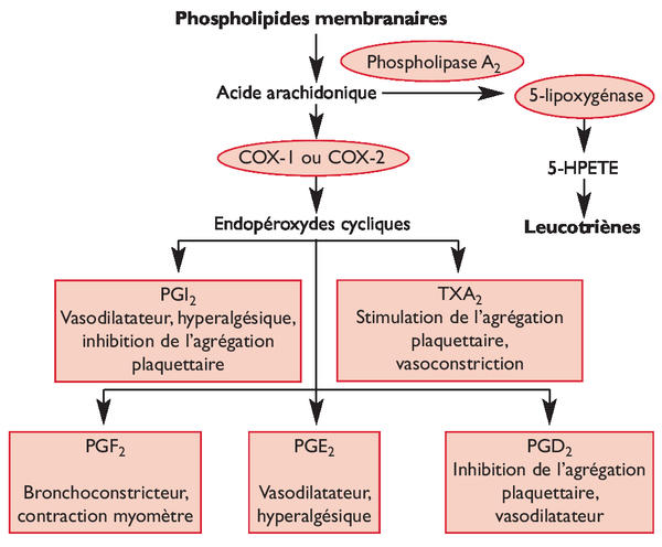 Inhibiteurs sélectifs de la cyclooxygénase 2 et facteurs de risque ...