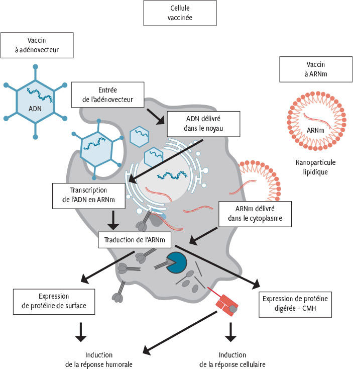ARNm : acide ribonucléique messager ; CMH : complexe majeur d ...