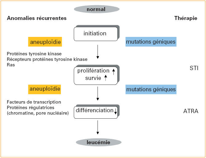 étapes Interphasiques