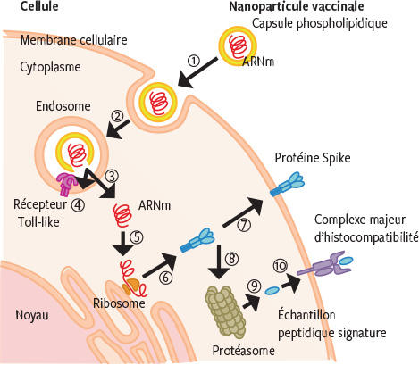 Action biologique schématisée du vaccin