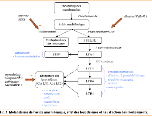 Les antileucotriènes sont-ils utiles ? - Revue Médicale Suisse