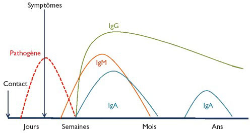 primo infection définition