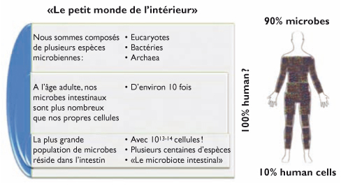 composition flore intestinale
