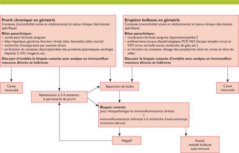 Pemphigoïde bulleuse : une dermatose du grand âge à mieux connaître ...