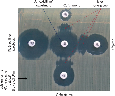 antibiogramme des enterobacteries pdf