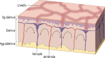 Le livedo : physiopathologie et diagnostic - Revue Médicale Suisse